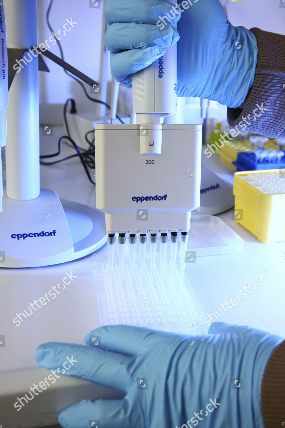 Laboratory Scientiest Transferring Protein Samples Multichannel ...