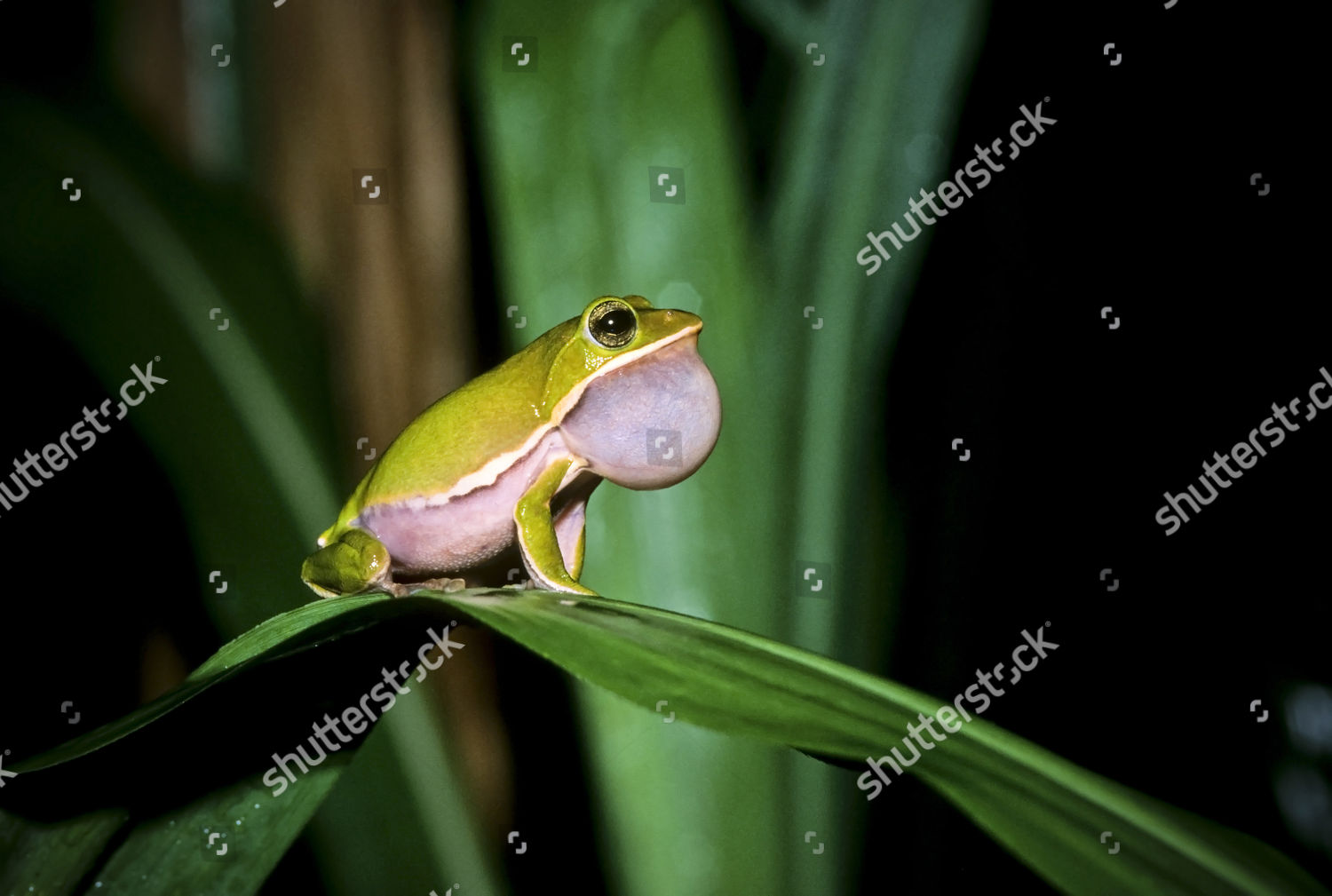Farmland Green Tree Frog Rhacophorus Arvalis Editorial Stock Photo - Stock Image | Shutterstock