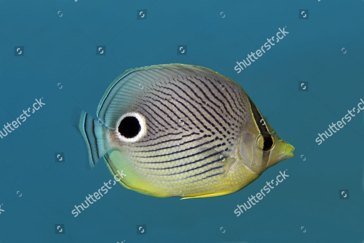 Foureyed Butterflyfish Chaetodon Capistratus Saint Lucia Editorial ...