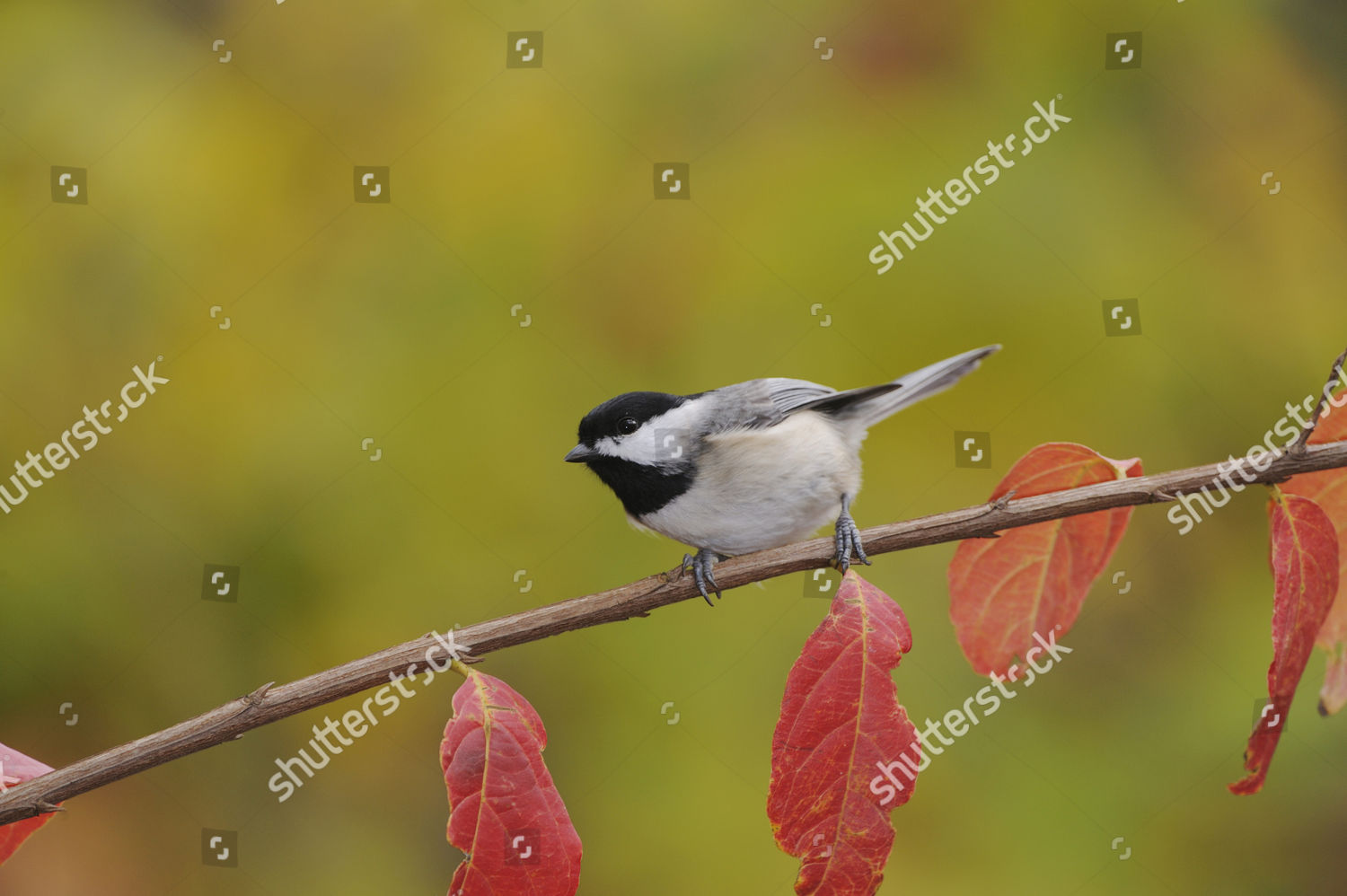 Carolina Chickadee Poecile Carolinensis Adult On Editorial Stock Photo ...