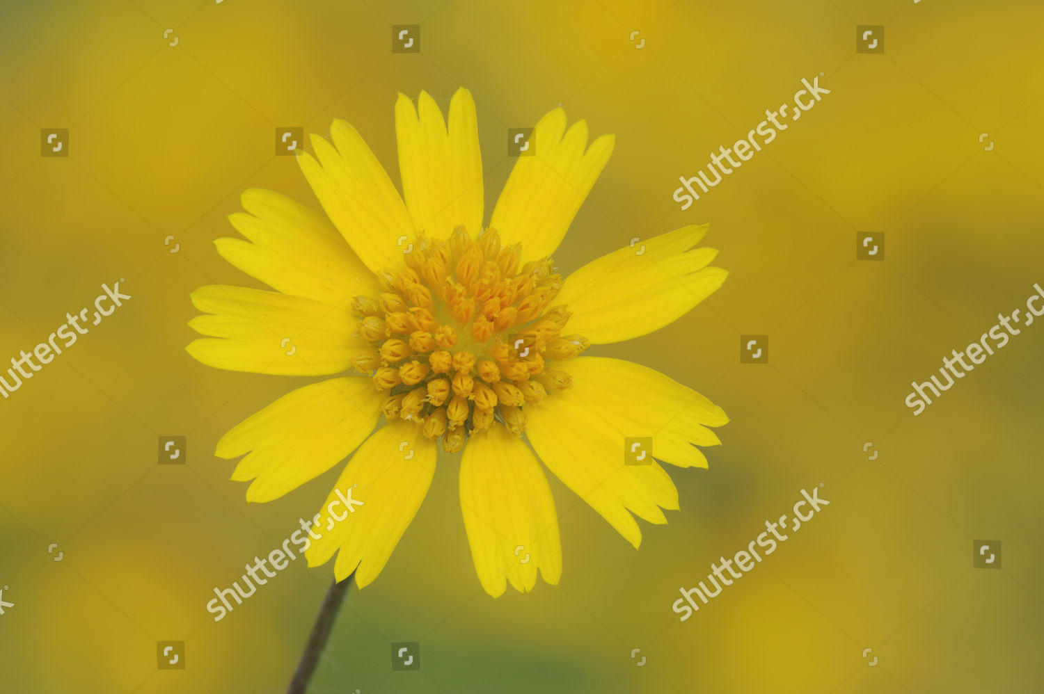Huisache Daisy Amblyolepis Setigera Blooming Fennessey Editorial Stock ...