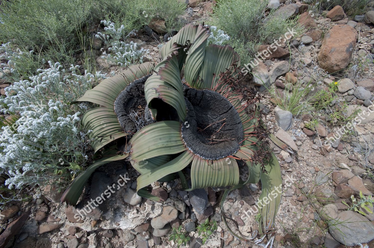 Welwitschia Welwitschia Mirabilis Can Live Several Editorial Stock ...
