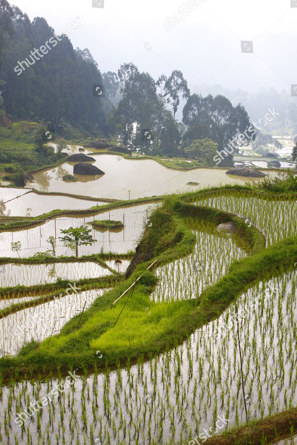 Terraced Rice Paddies Batutumonga Toraja Land Editorial Stock Photo ...