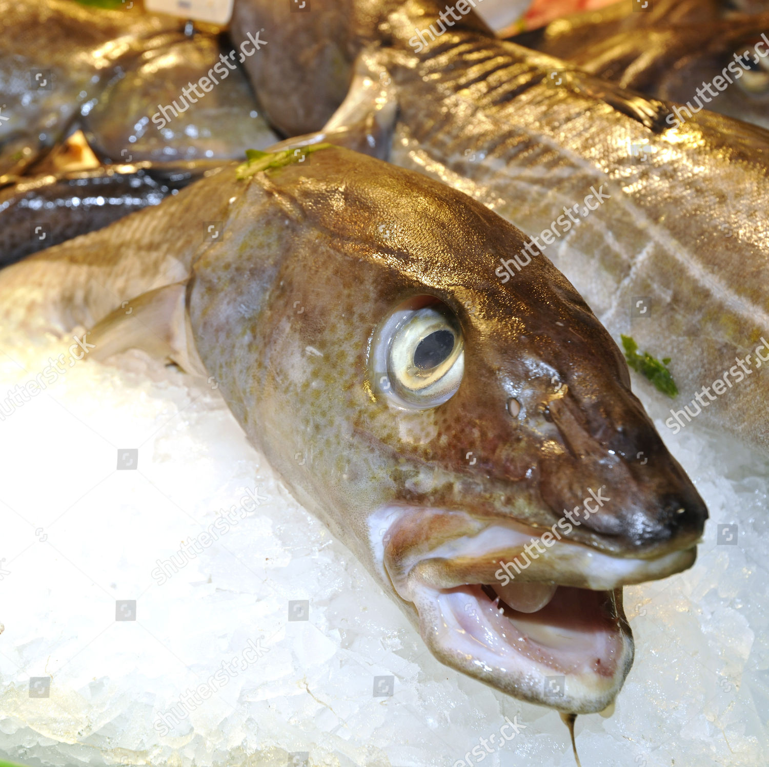 Various Fresh Fish Market Halls Mercat Editorial Stock Photo - Stock ...