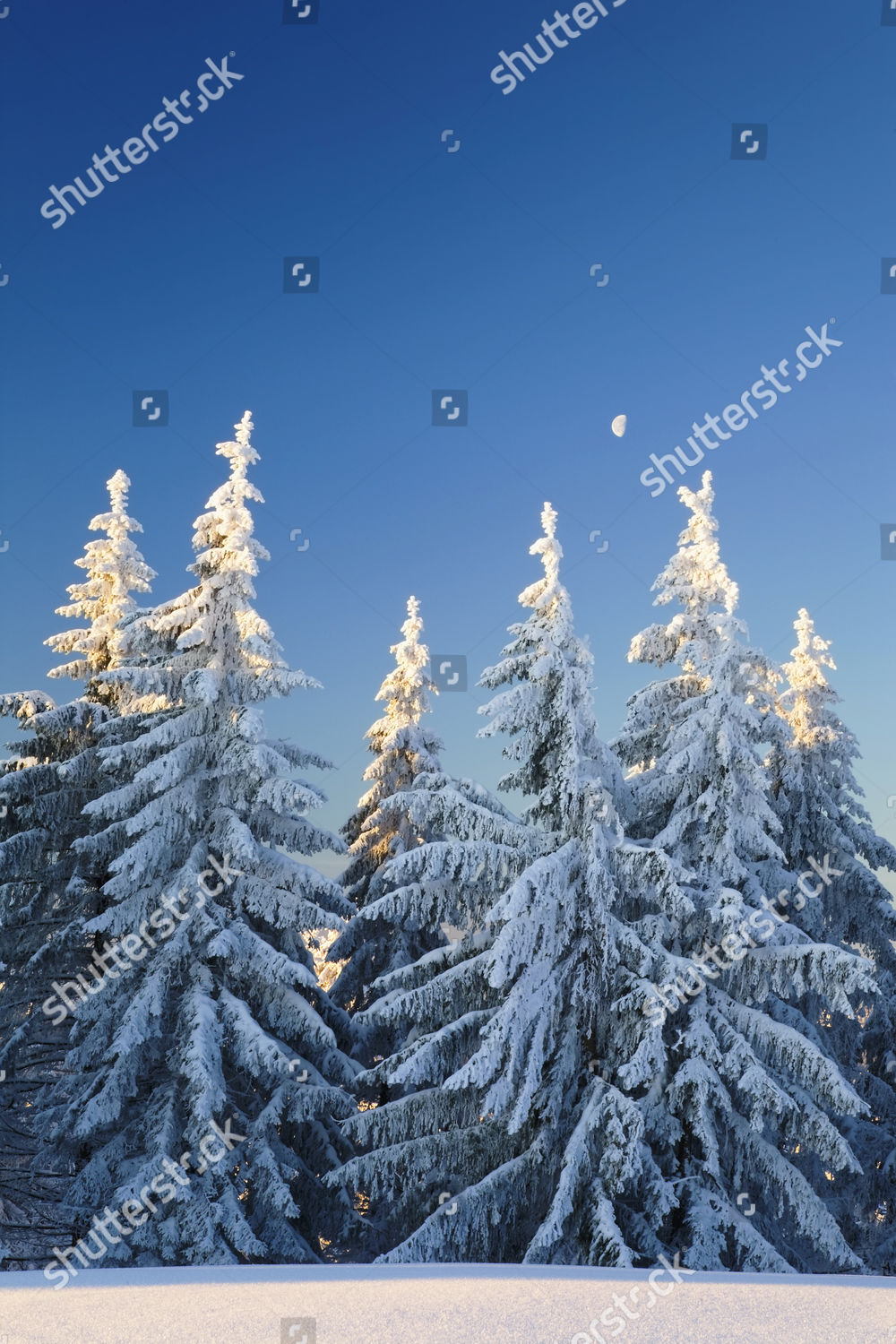 Snowcovered Pine Trees First Morning Light Editorial Stock Photo ...