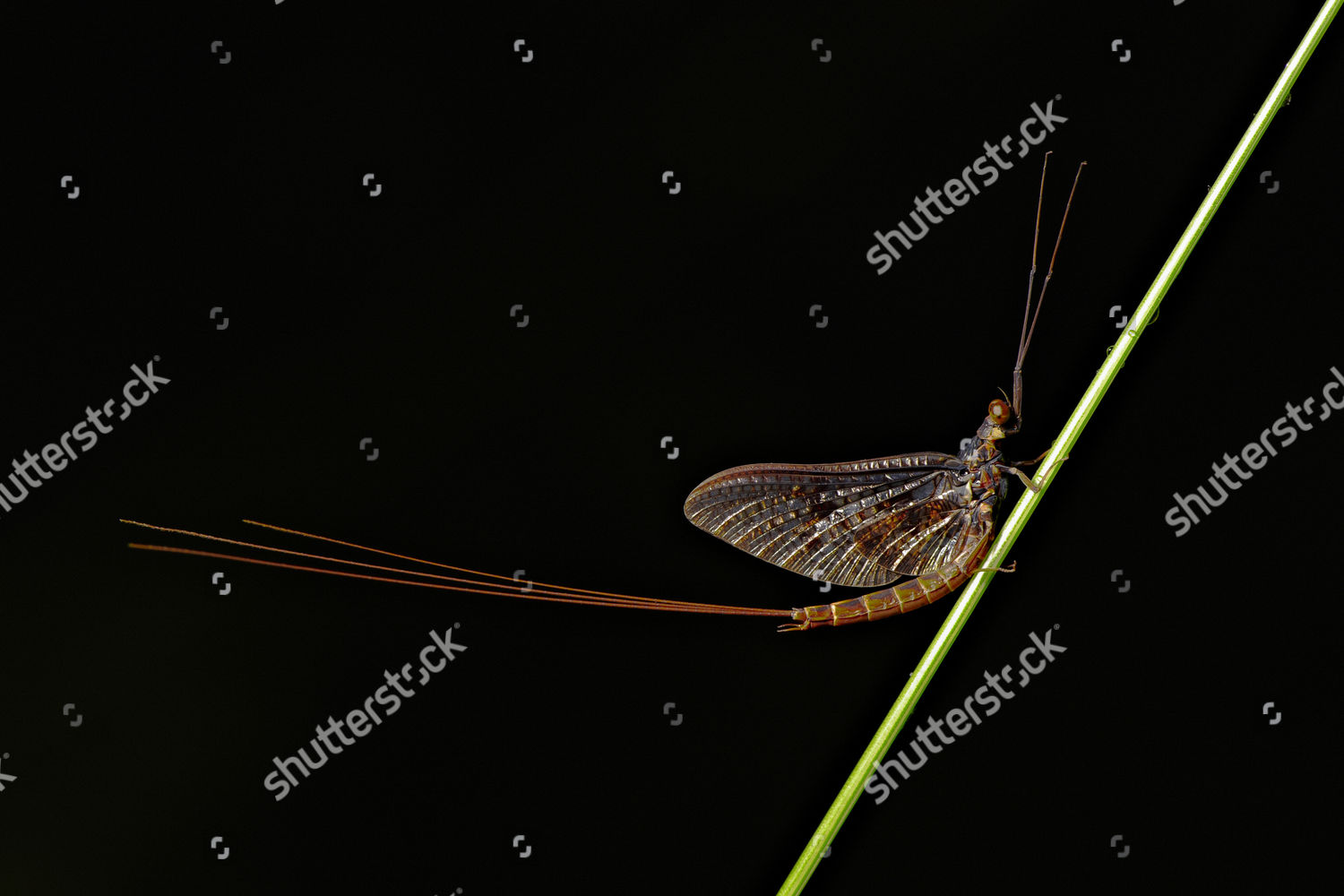 Mayfly Ephemeroptera Editorial Stock Photo - Stock Image | Shutterstock