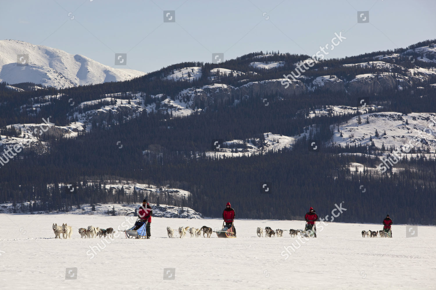 Model Released Four Men Mushers Running Editorial Stock Photo - Stock ...