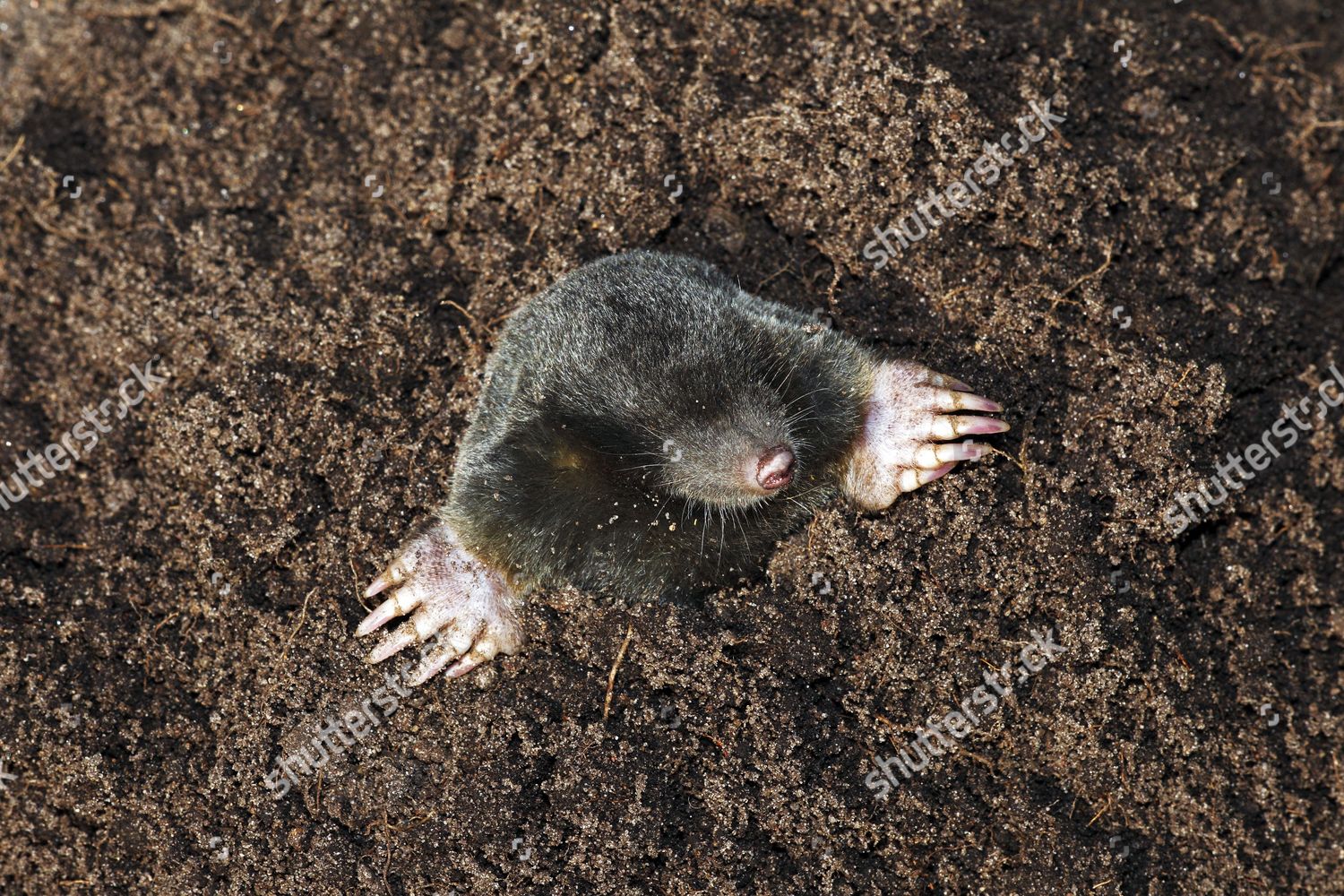European Mole Common Mole Northern Mole Editorial Stock Photo - Stock ...