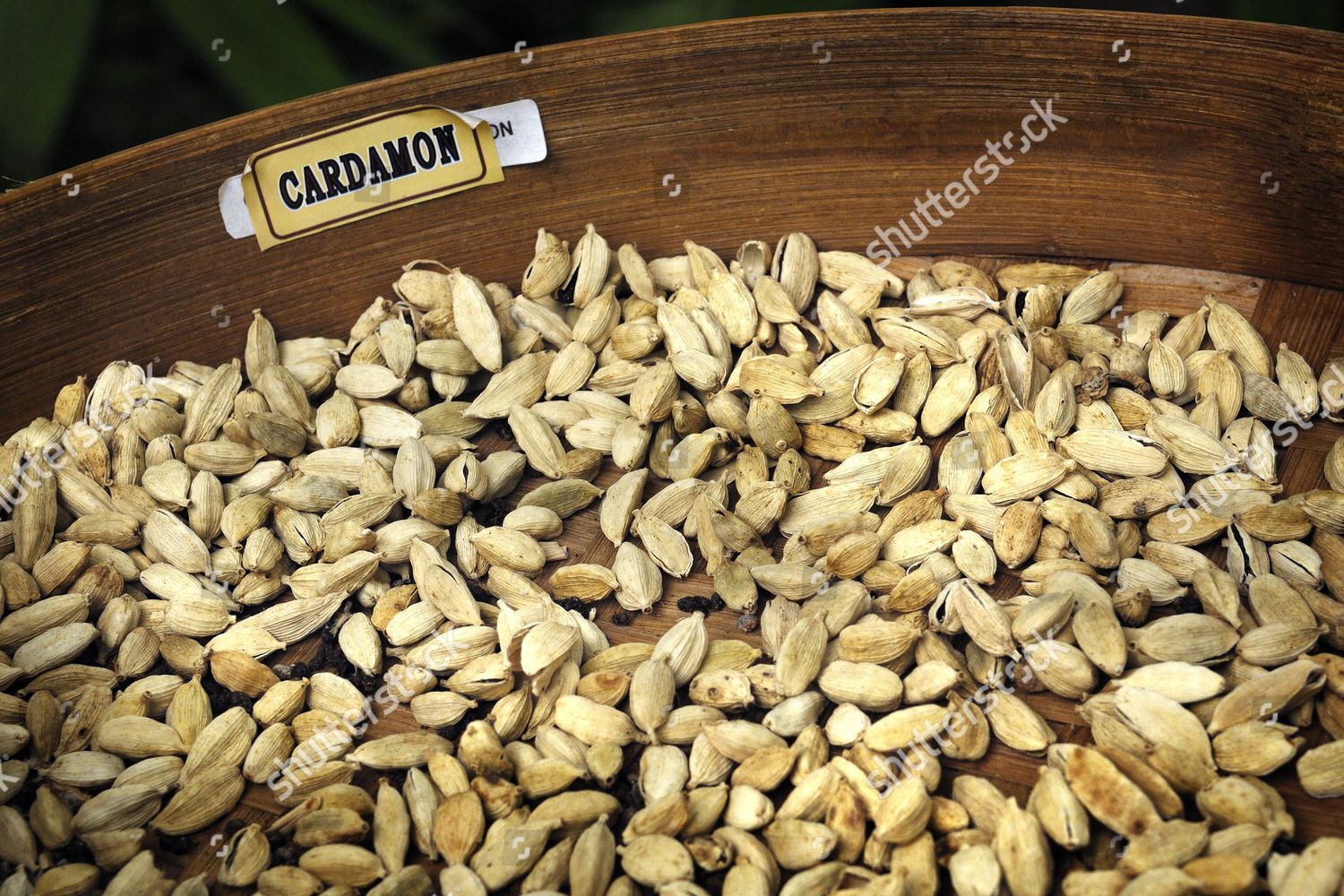 Cardamom Elettaria Cardamomum Spice Bali Indonesia Editorial Stock ...