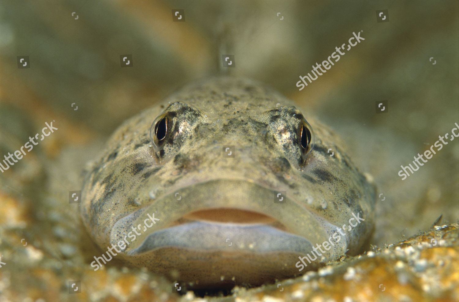 European Bullhead Cottus Gobio Kastenreith Upper Editorial Stock Photo ...