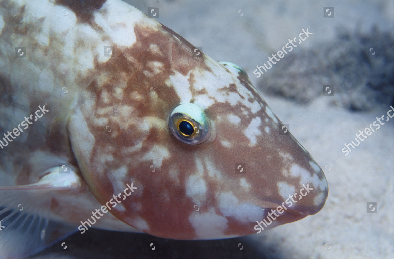 Rosy Goatfish Parupeneus Rubescens Portrait Red Editorial Stock Photo ...
