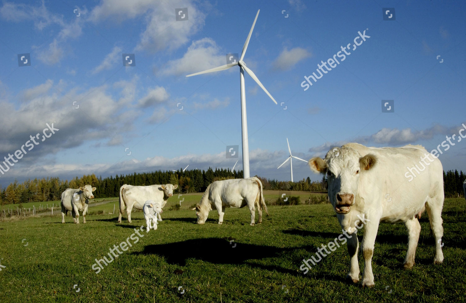 Cattle Front Wind Turbines Ally Mercoeur Editorial Stock Photo - Stock ...