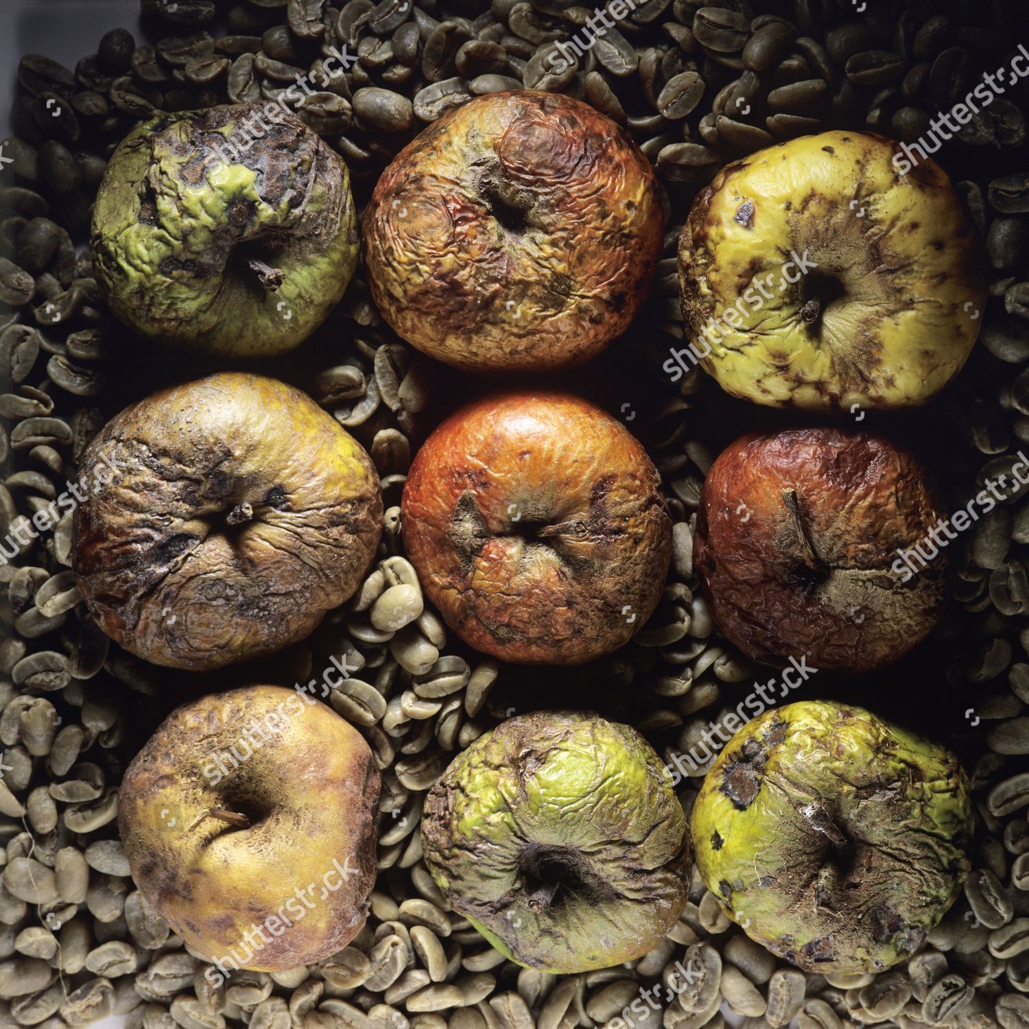 Rotten Apples Editorial Stock Photo - Stock Image | Shutterstock