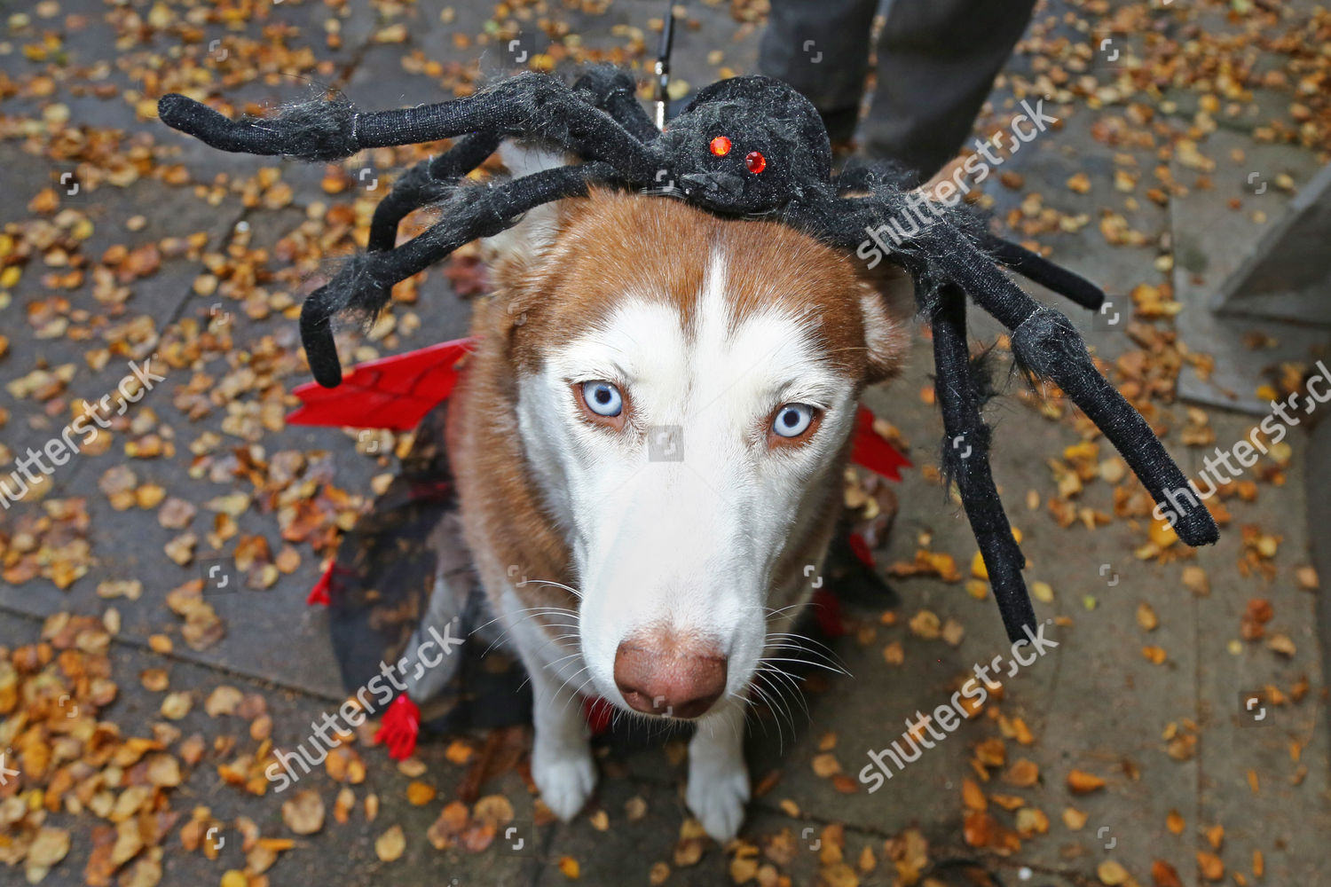 Kayla Husky Her Spider Costume All Editorial Stock Photo - Stock Image ...