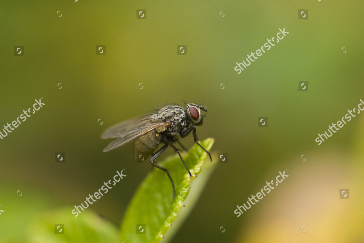 Stable Fly Biting House Fly Dog Editorial Stock Photo - Stock Image ...