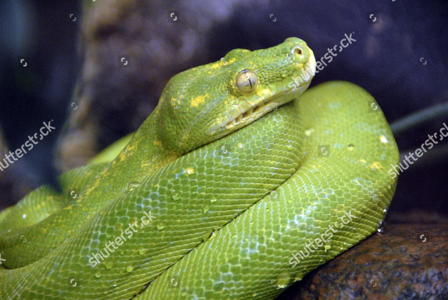 Green Tree Python Chondropython Viridis Morella Editorial Stock Photo ...