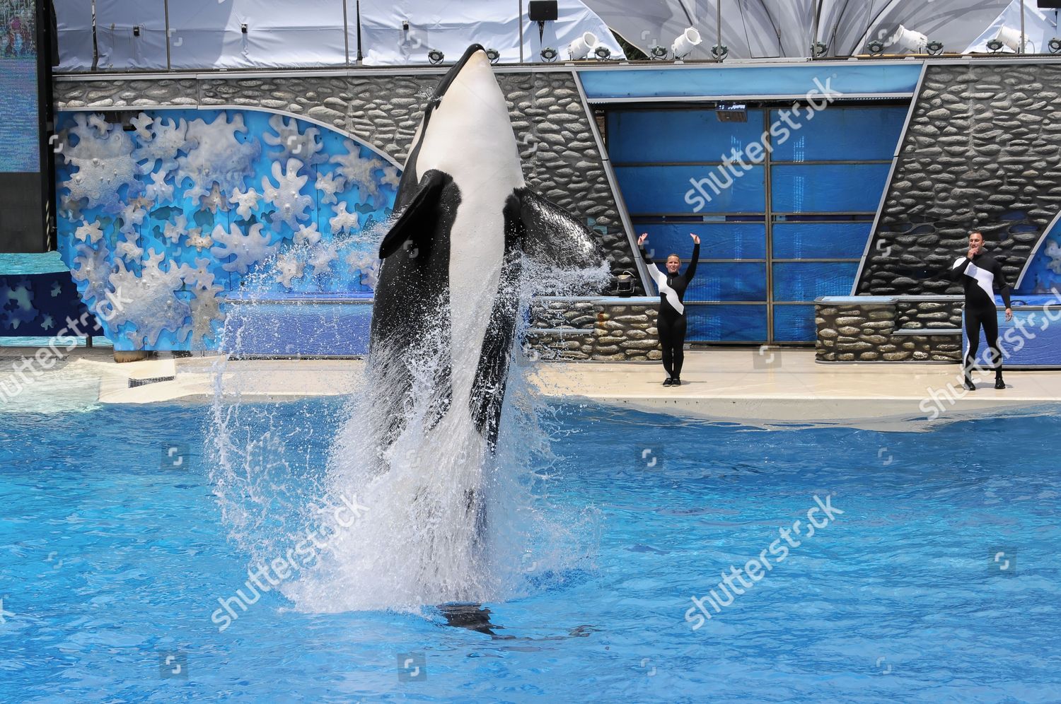 Trained Orca Killer Whale Orcinus Orca Editorial Stock Photo - Stock ...