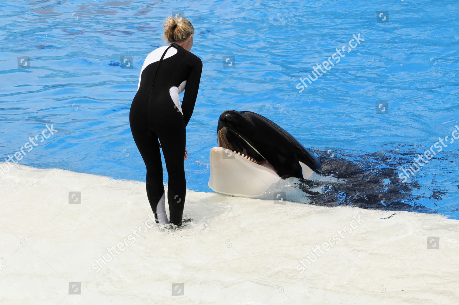 Trained Orca Killer Whale Orcinus Orca Editorial Stock Photo - Stock ...