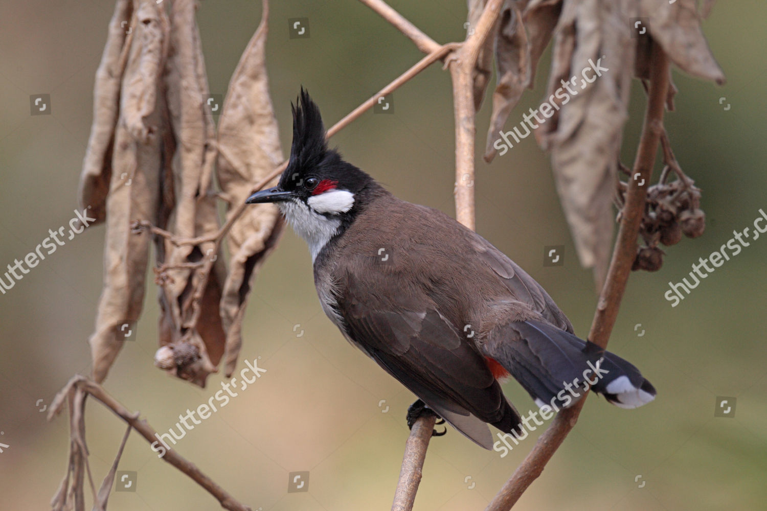 Redwhiskered Bulbul Pycnonotus Jocosus Adult Perched Editorial Stock ...