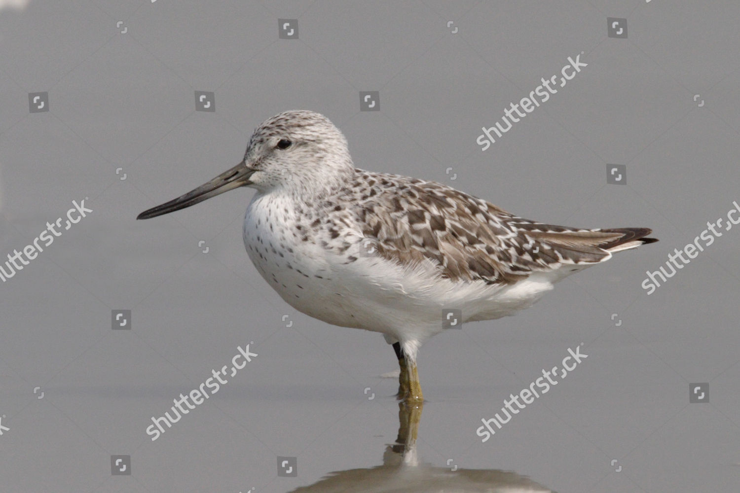 Nordmanns Greenshank Tringa Guttifer Adult Breeding Editorial Stock ...