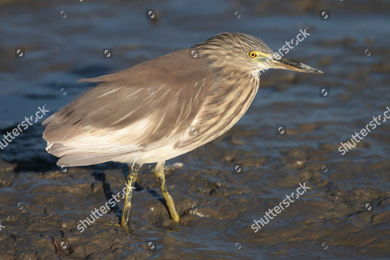 Chinese Pondheron Ardeola Bacchus Adult Nonbreeding Editorial Stock Photo - Stock Image ...