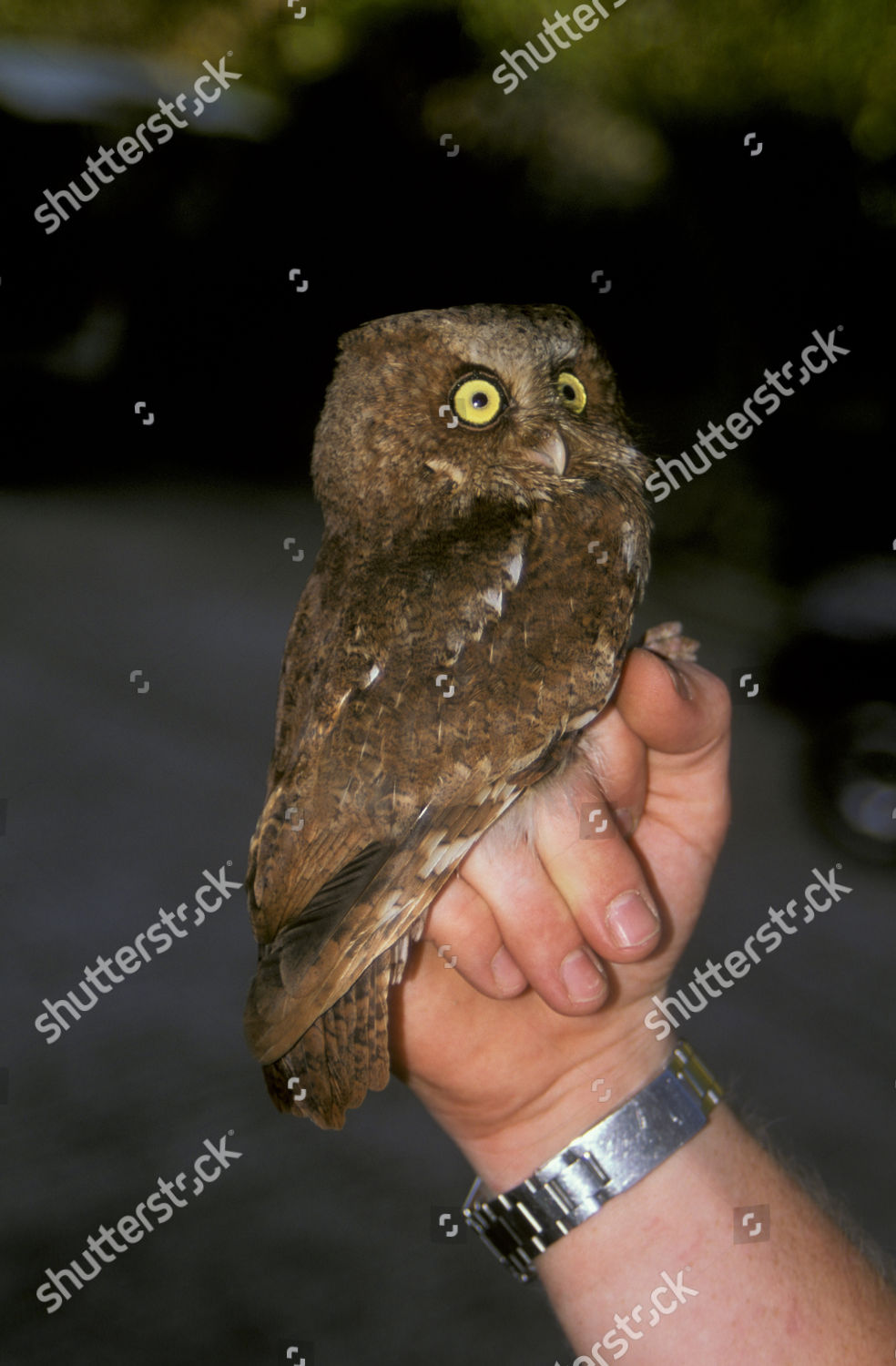 Mountain Scops Owl Otus Spilocephalus Being Editorial Stock Photo ...