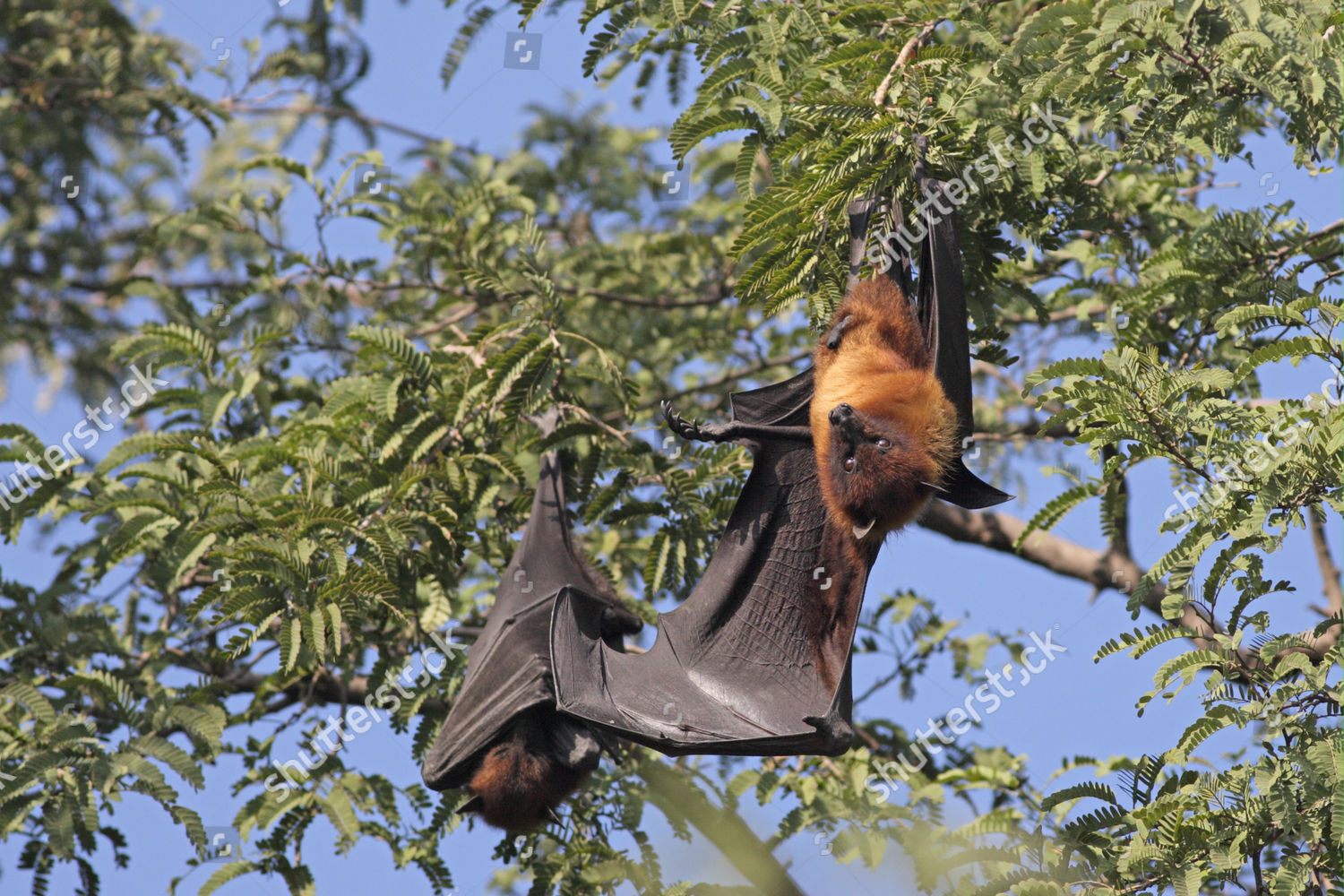 Asian Flying Fox Pteropus Giganteus Two Editorial Stock Photo - Stock ...