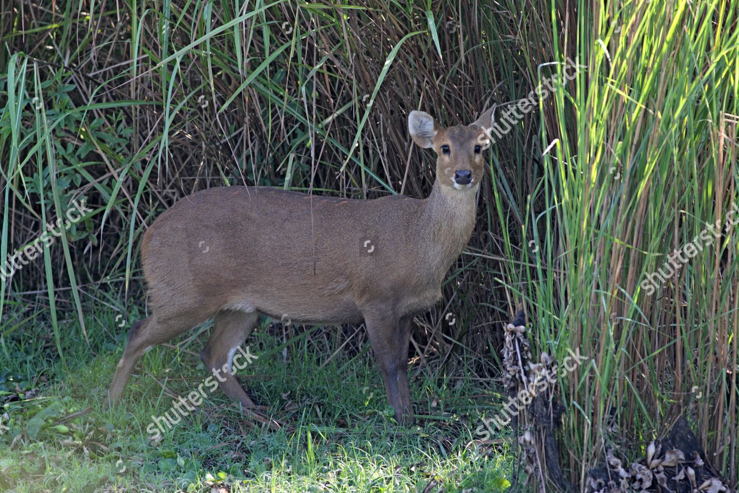 Hog Deer Axis Porcinus Adult Female Editorial Stock Photo - Stock Image ...