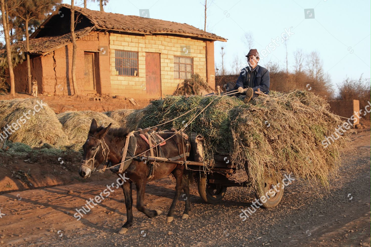 Farmer Mule Cart Loaded Fodder Huize Editorial Stock Photo - Stock ...