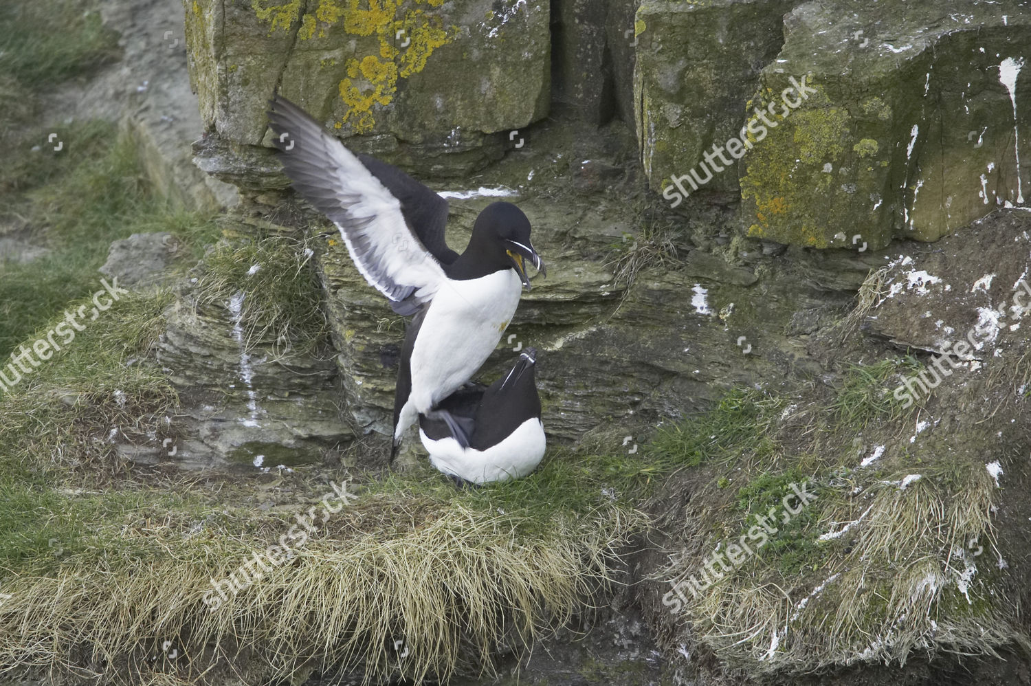 Razorbill Alca Torda Adult Pair Mating Editorial Stock Photo - Stock ...