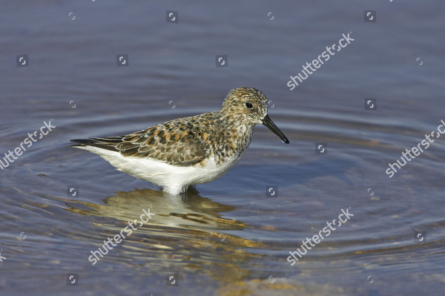 Sanderling Calidris Alba Adult Summer Plumage Editorial Stock Photo ...