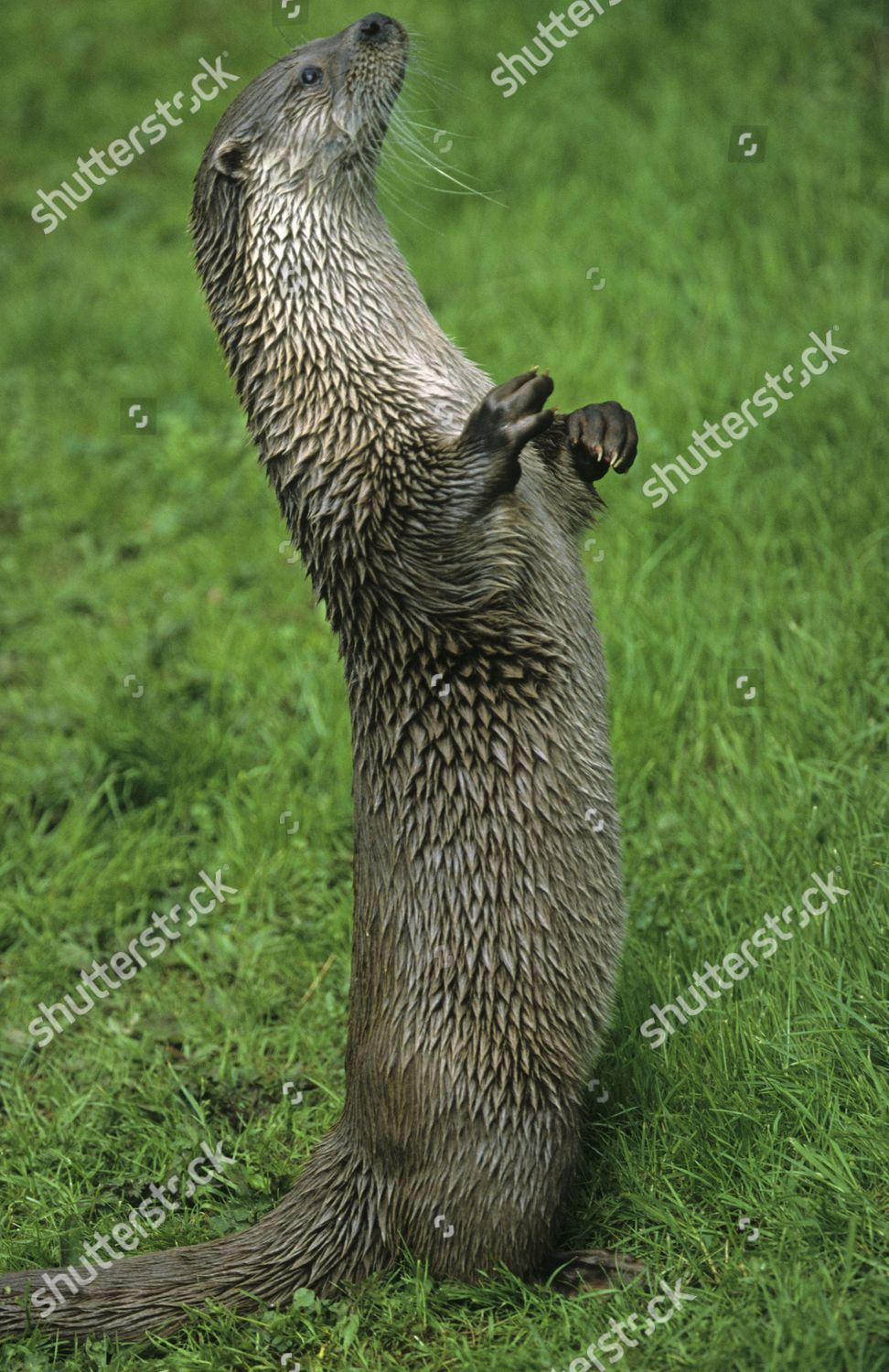 European Otter Lutra Lutra Standing On Editorial Stock Photo - Stock ...