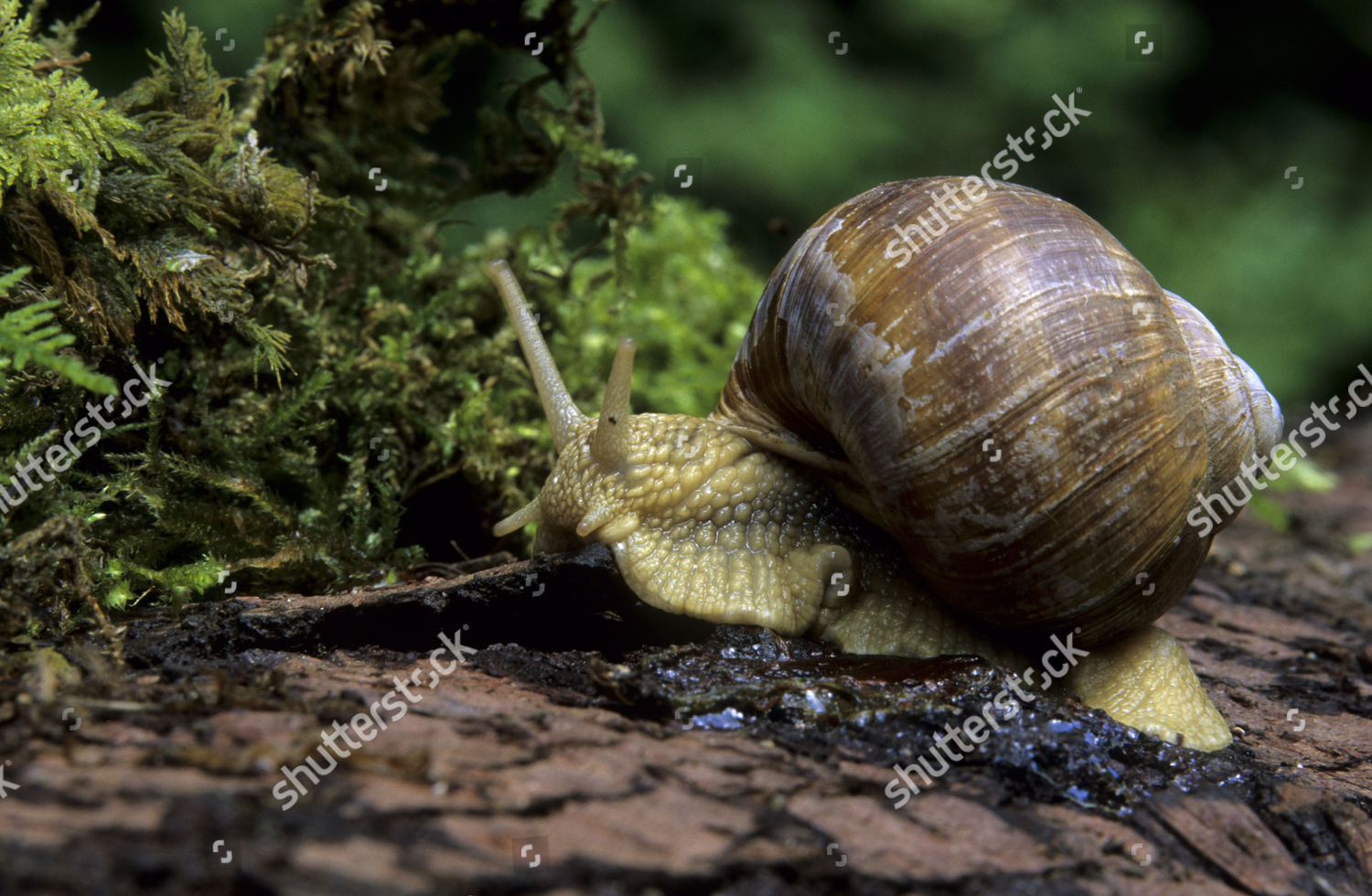 Burgundy Snail Roman Snail Edible Snail Editorial Stock Photo - Stock ...