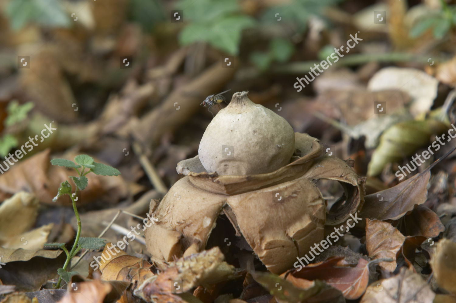 Common Earthstar Geastrum Triplex Fly On Editorial Stock Photo - Stock ...