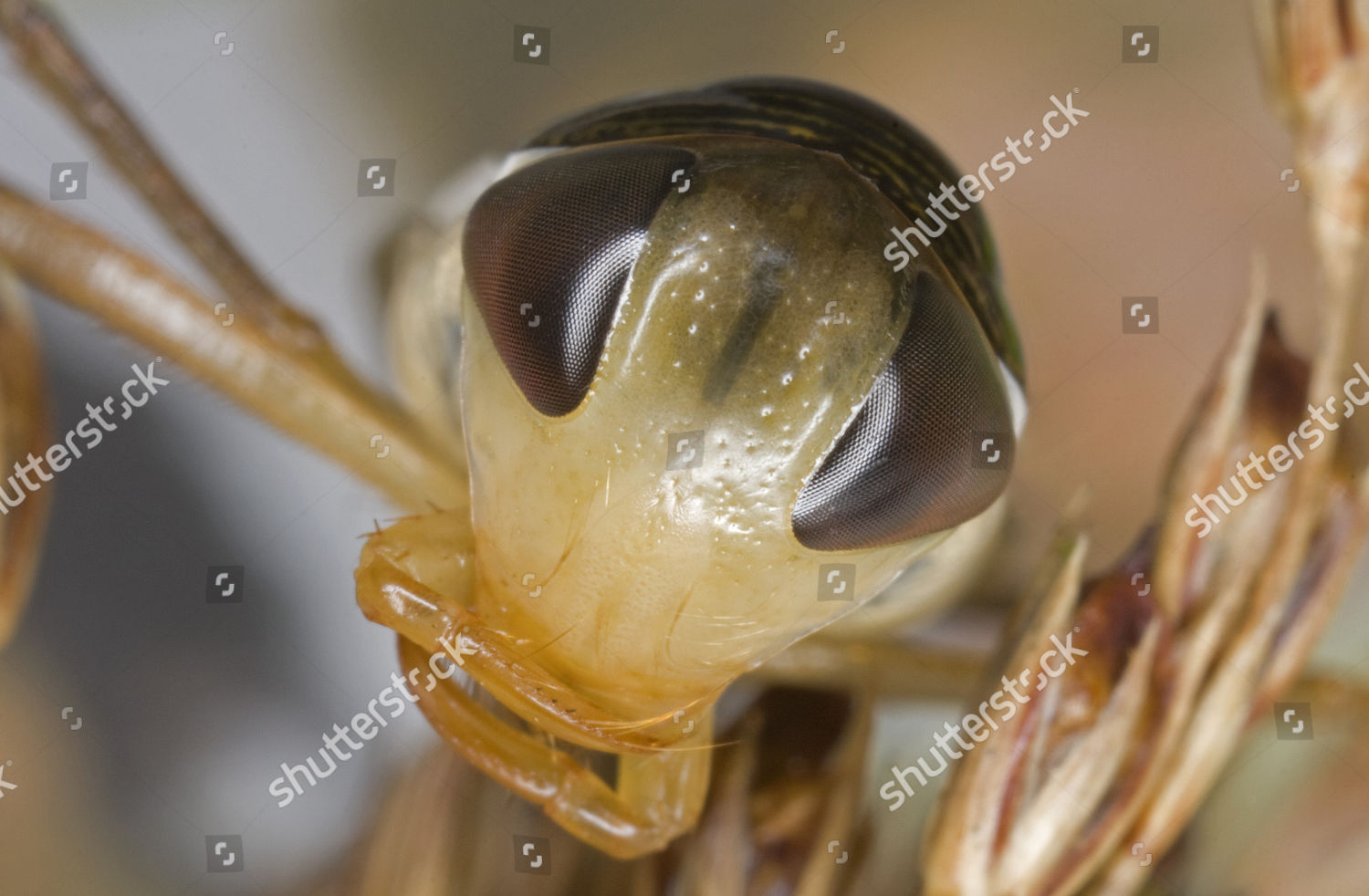 Lesser Water Boatman Corixa Punctata Adult Editorial Stock Photo ...