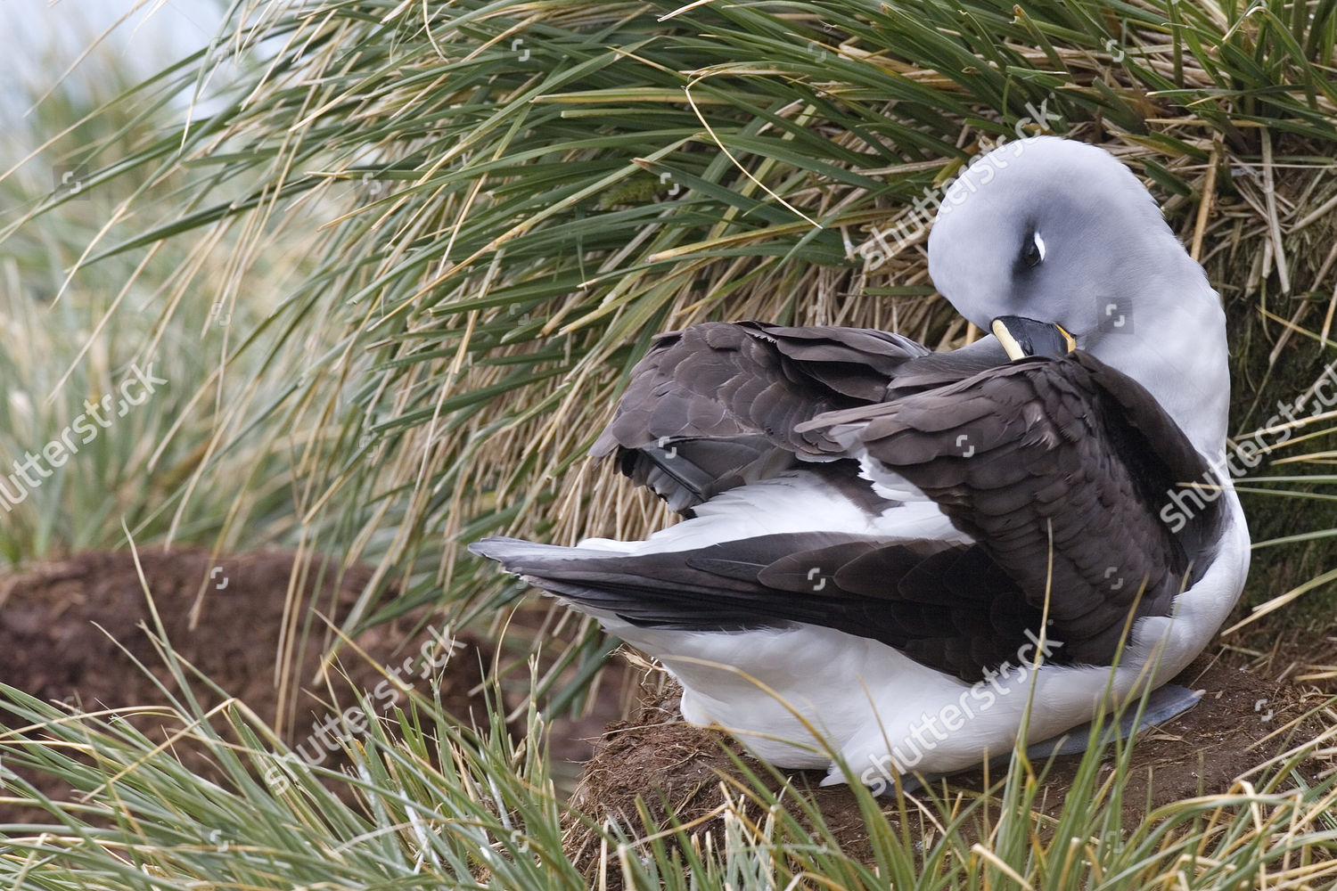 Greyheaded Albatross Thalassarche Chrysostoma Adult Sitting Editorial ...