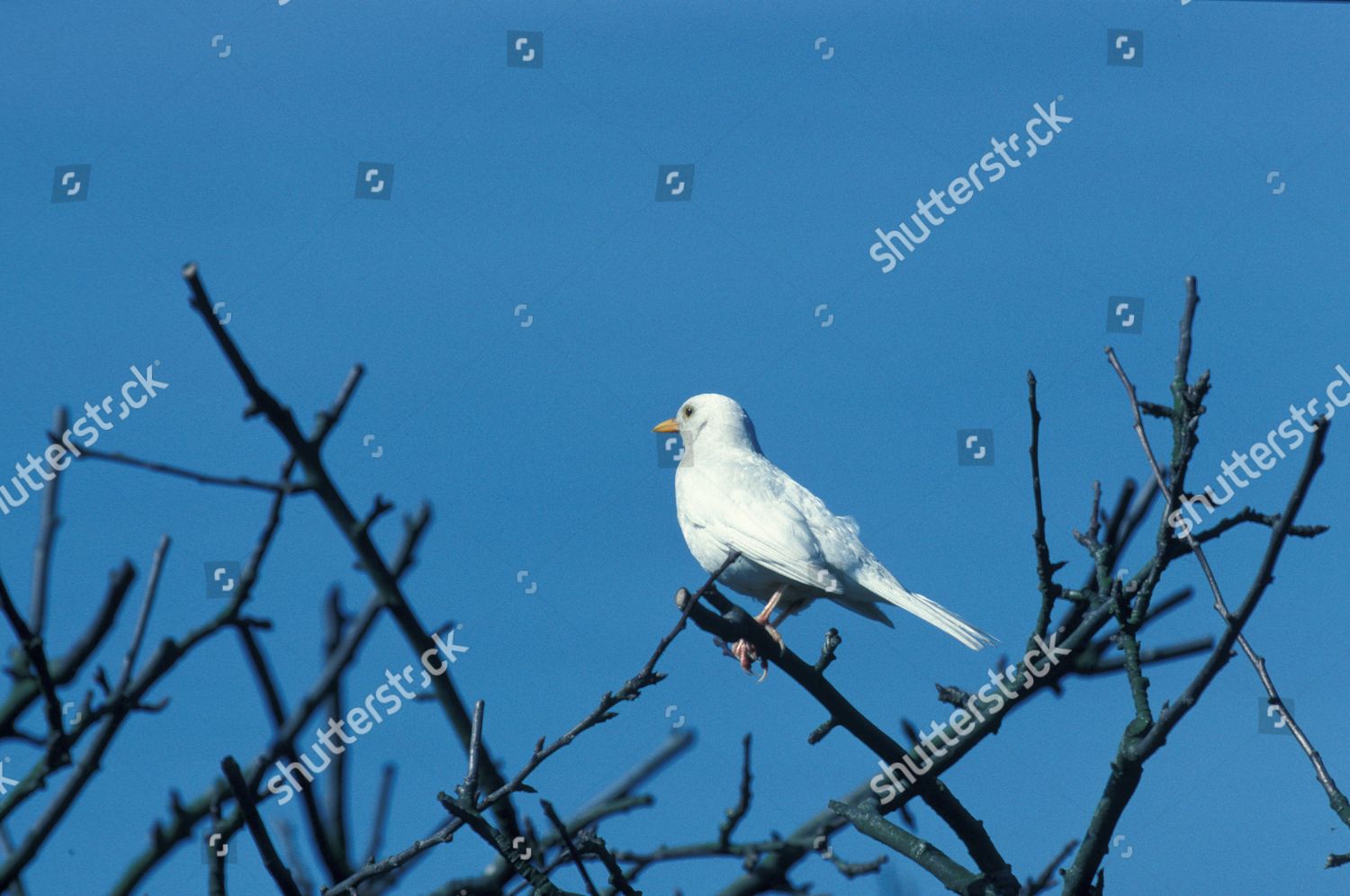 Blackbird Turdus Merula Albinistic White Editorial Stock Photo - Stock ...
