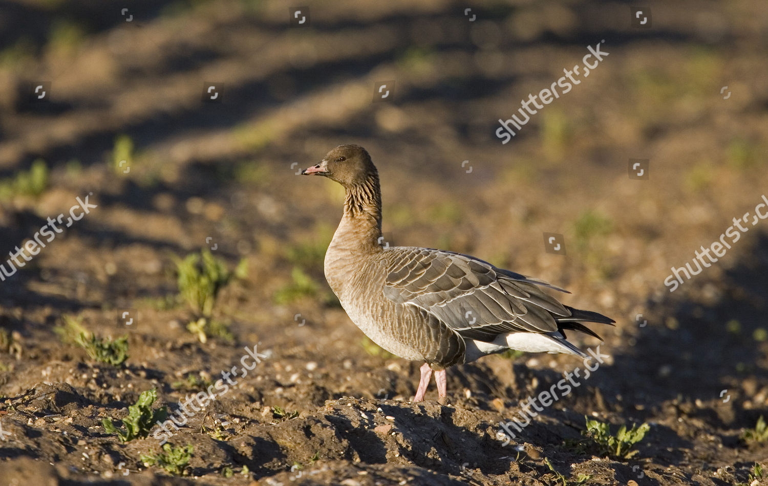 Pinkfooted Goose Anser Brachyrhynchus Adult Standing Editorial Stock ...