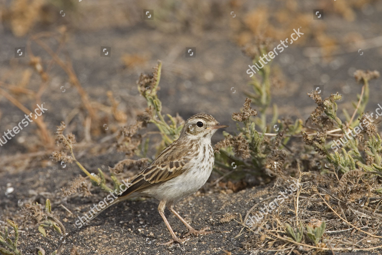Berthelots Pipit Anthus Berthelotii Adult Standing Editorial Stock ...