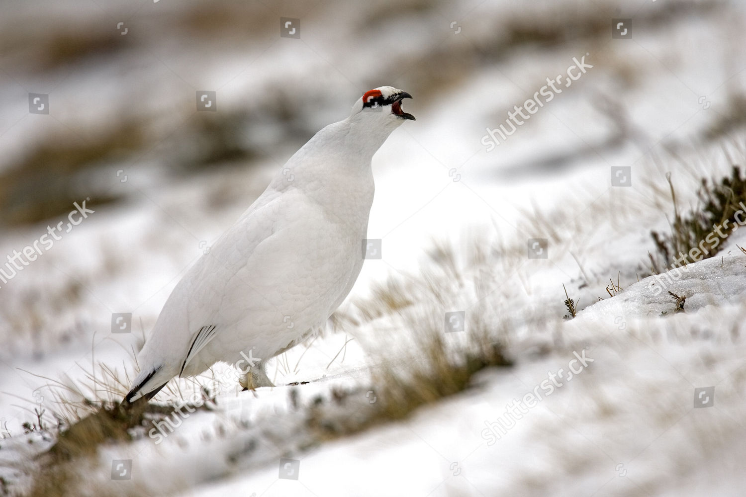 Rock Ptarmigan Lagopus Mutus Adult Male Editorial Stock Photo - Stock ...