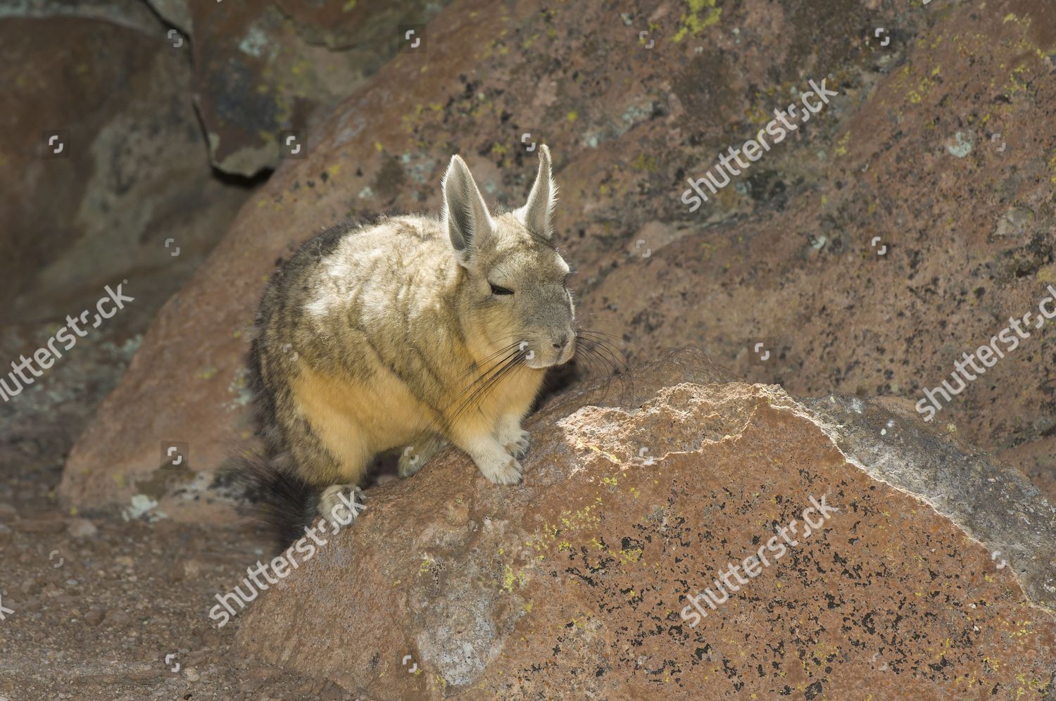 Southern Viscacha Mountain Viscacha Lagidium Viscacia Editorial Stock ...