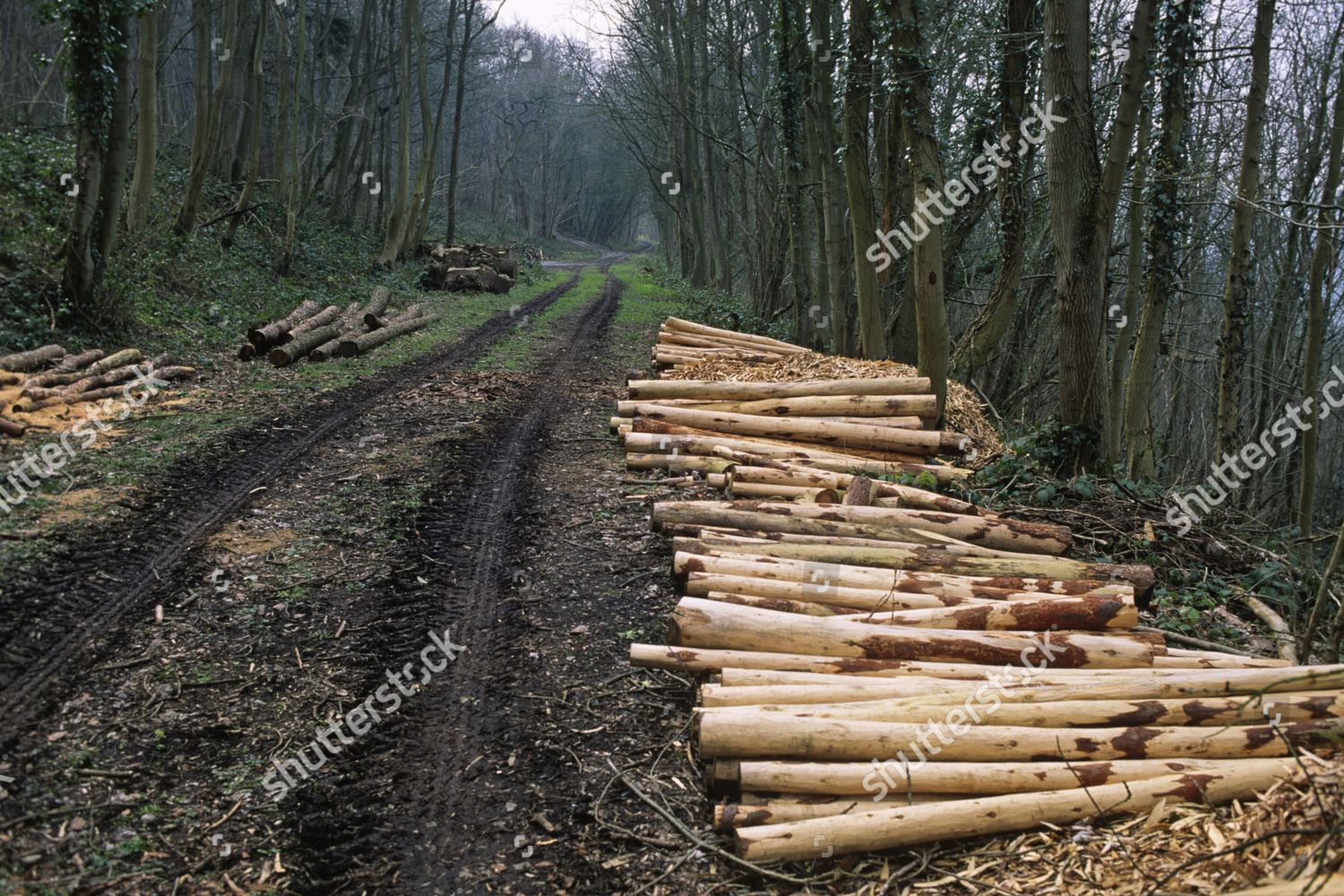 Forestry Conifers Removed Native Deciduous Woodland Editorial Stock ...