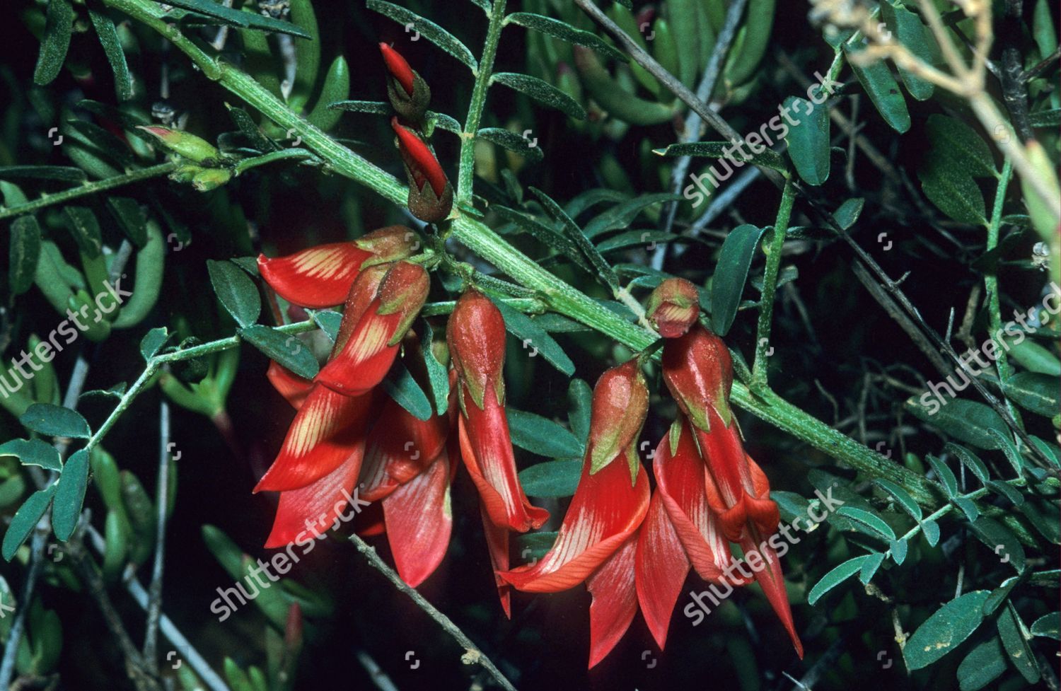 Sutherlandia Sutherlandia Frutescens Flower Namaqualand South Editorial ...