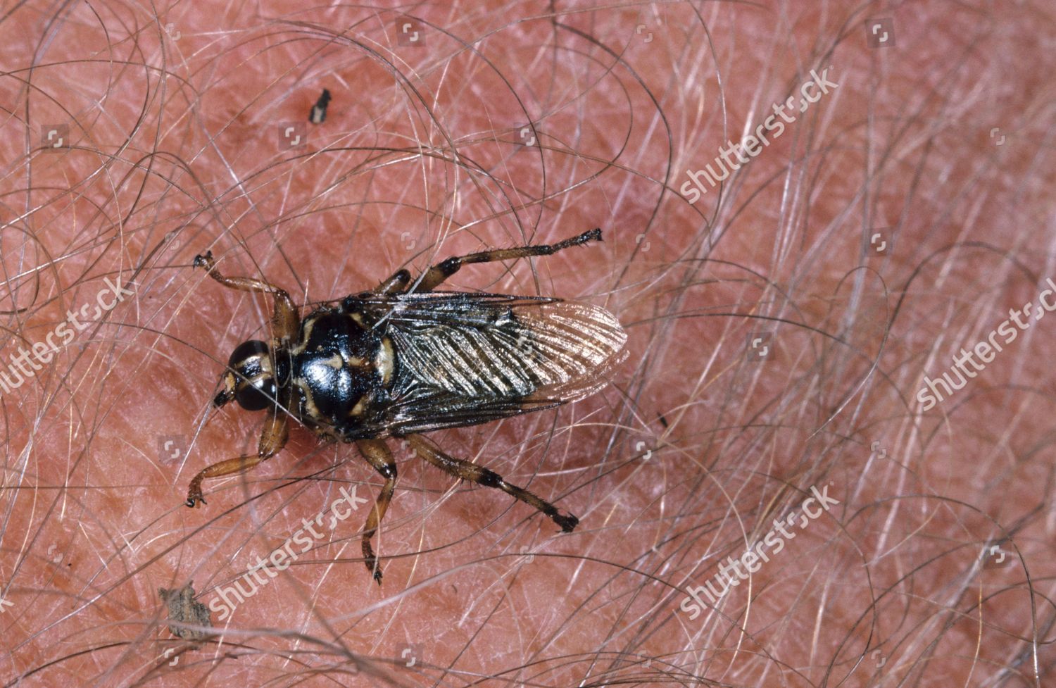 Forest Fly Hippobosca Equina Biting Skin Editorial Stock Photo - Stock ...