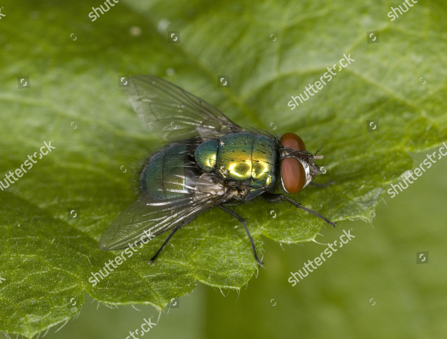 Greenbottle Lucilia Caesar Adult Resting On Editorial Stock Photo ...