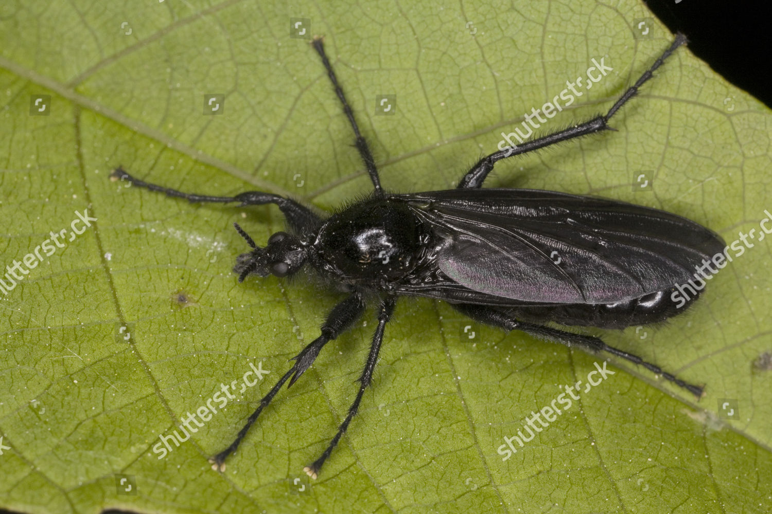St Marks Fly Bibio Marci Adult Editorial Stock Photo - Stock Image ...