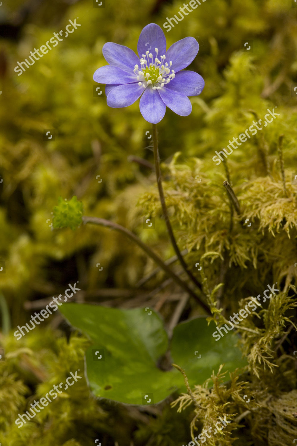 Hepatica Hepatica Triloba Flowering Growing Mossy Editorial Stock Photo ...