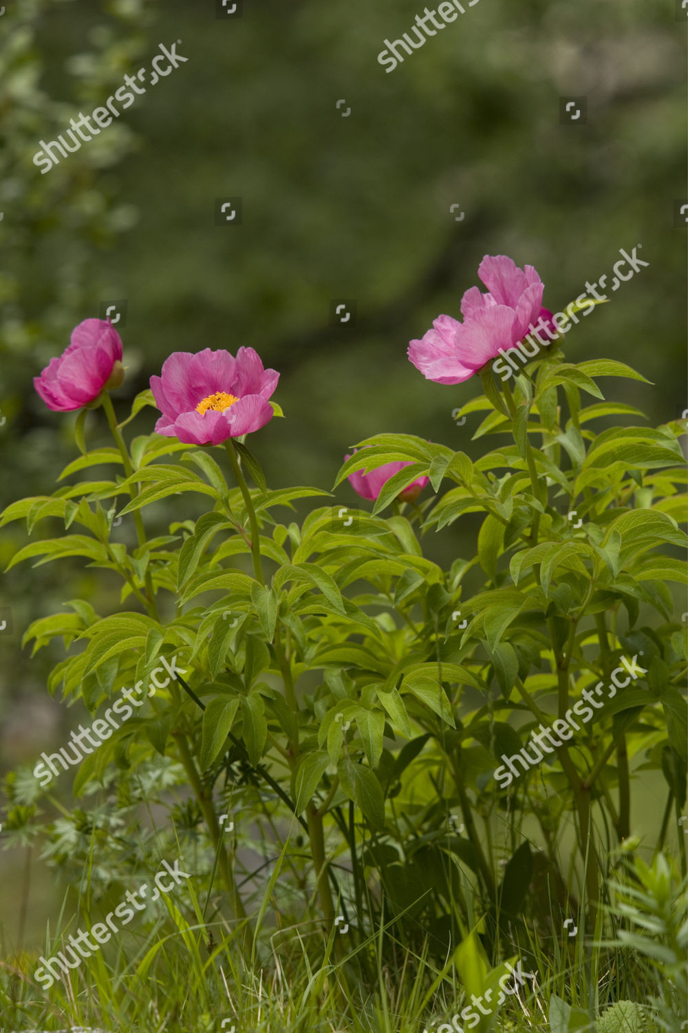 European Peony Paeonia Officinalis Flowering Growing Editorial Stock ...