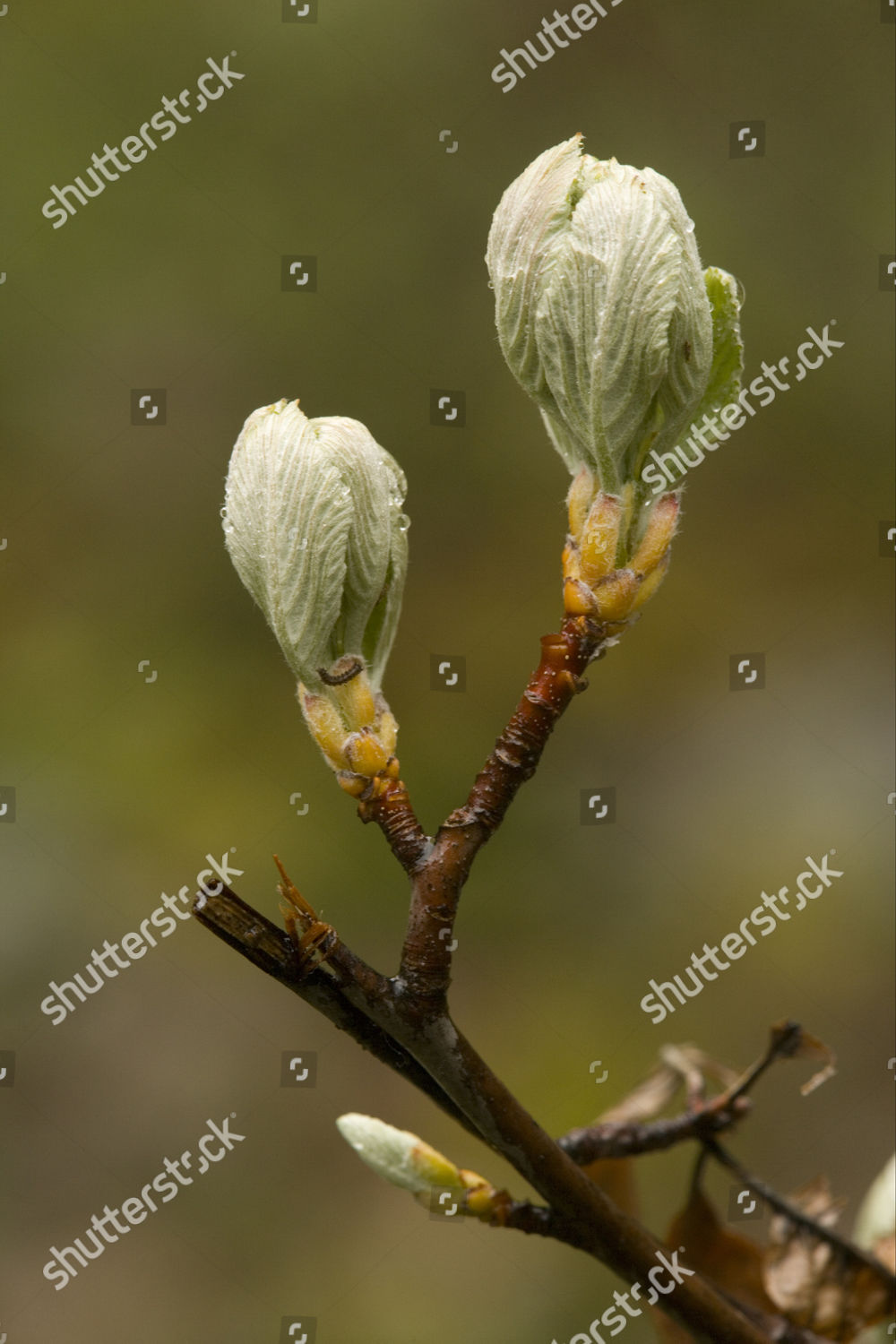 Common Whitebeam Sorbus Aria New Leaves Editorial Stock Photo - Stock ...
