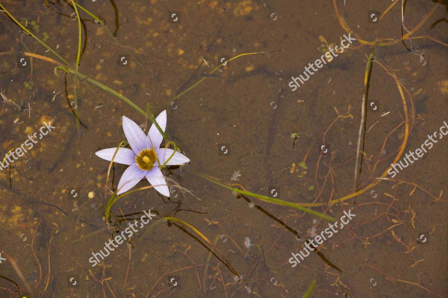 Sandcrocus Romulea Tabularis Flowering Growing Flooded Editorial Stock ...